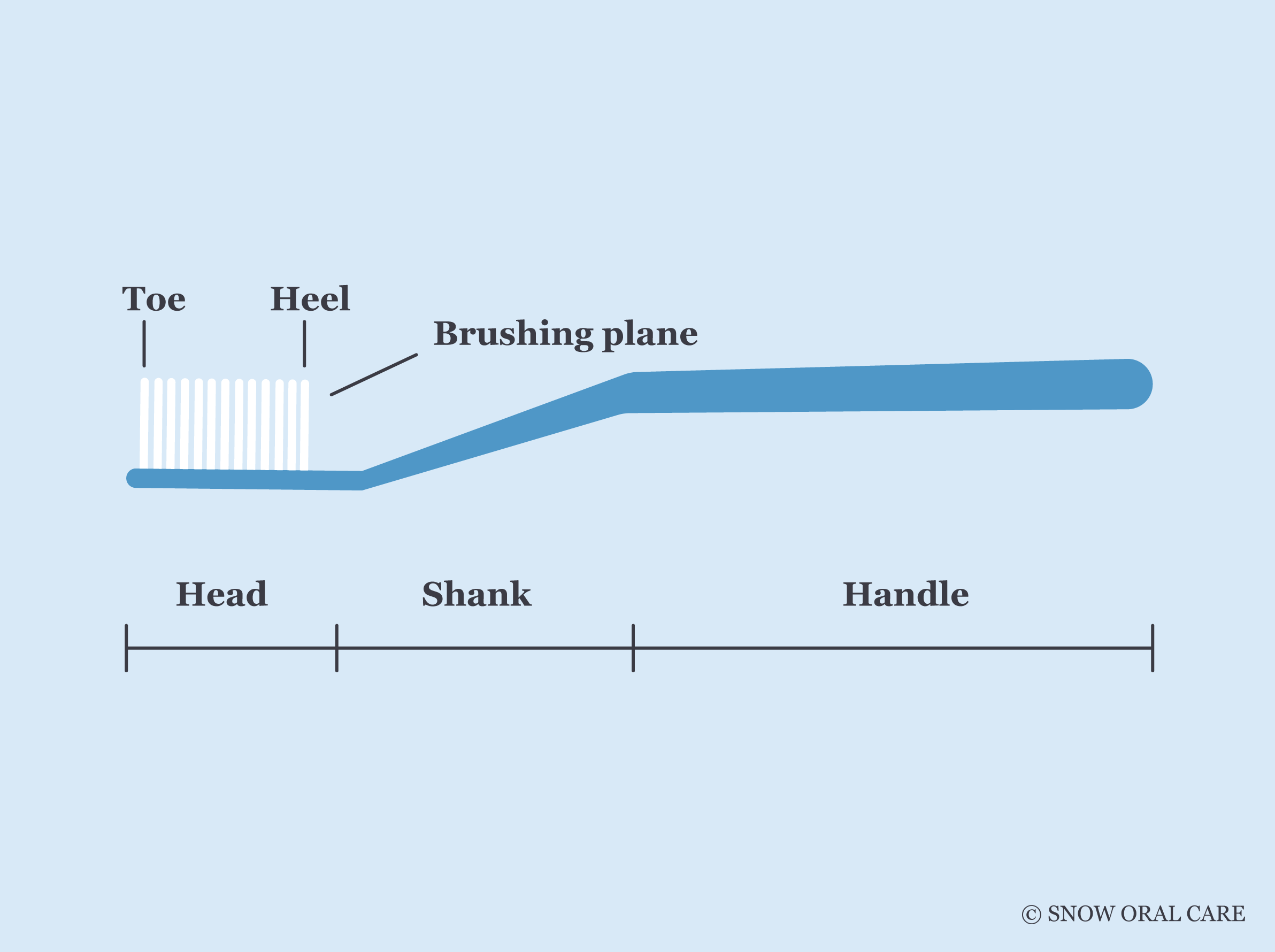 Parts of a Toothbrush: SNOW's Guide to Whiter Teeth!
